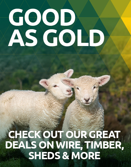 Half Rounds - Goldpine