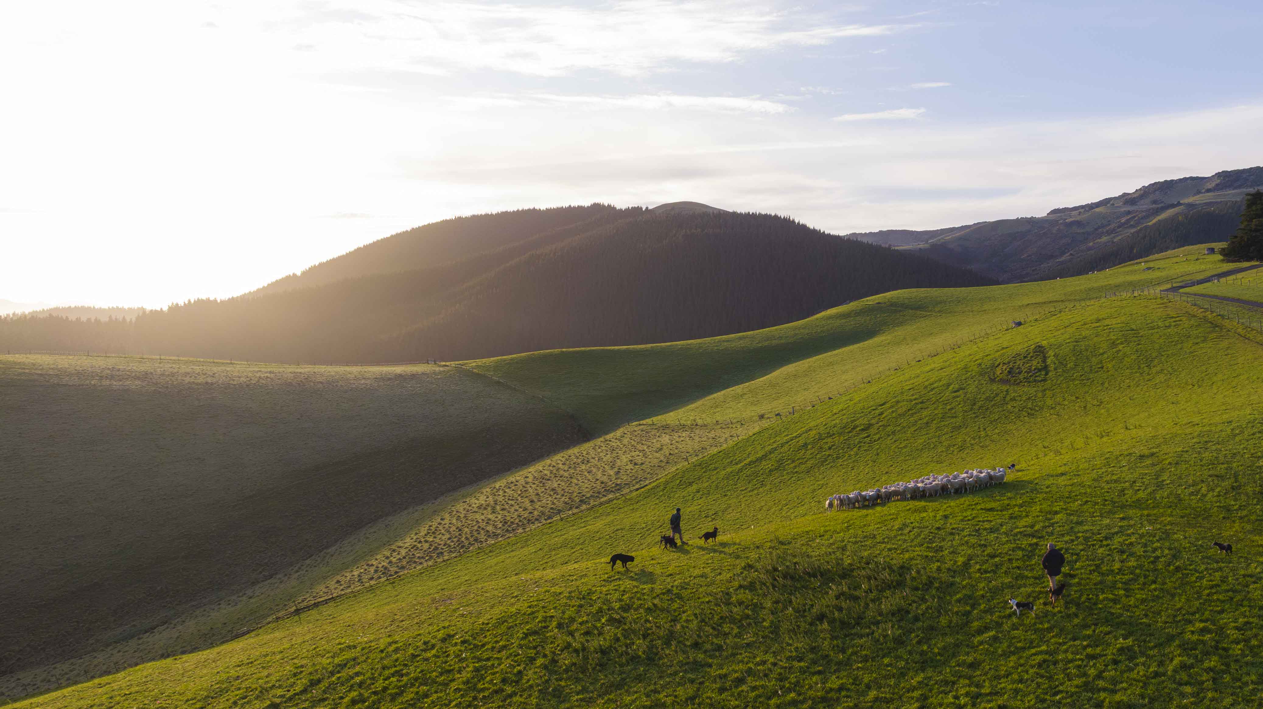 The Post January 2025 - Goldpine