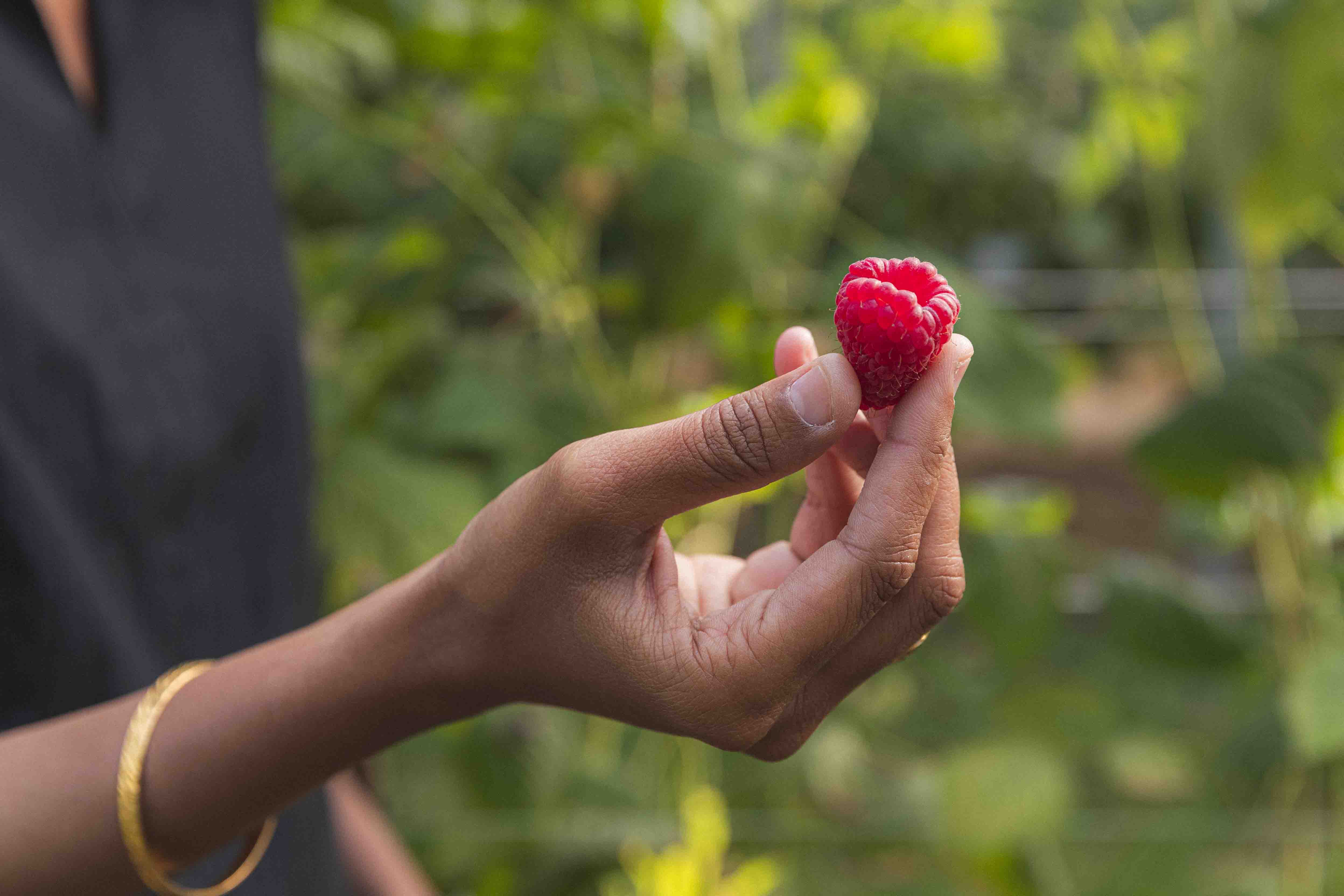Over The Fence - Goldpine