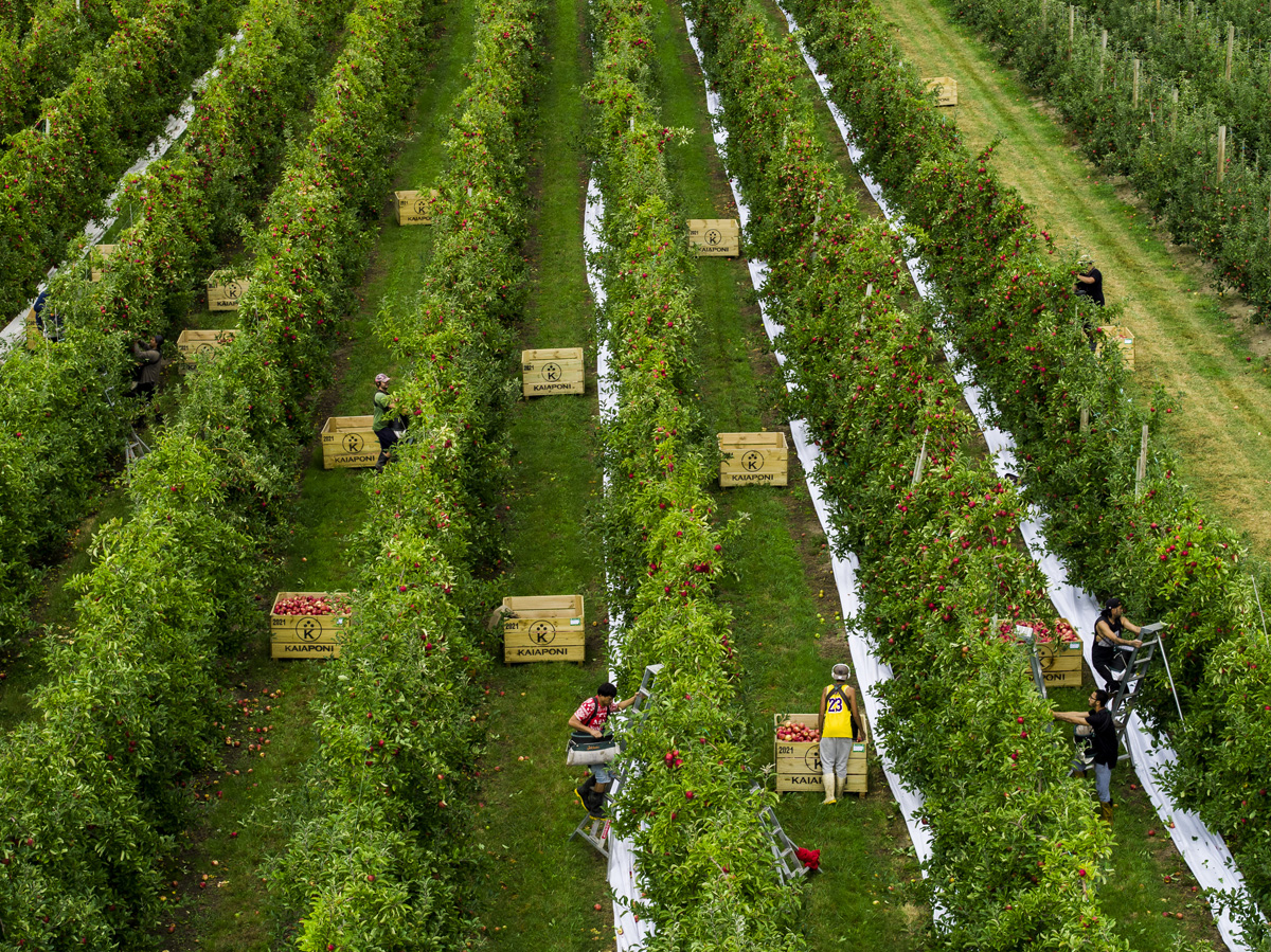 Over The Fence - Goldpine
