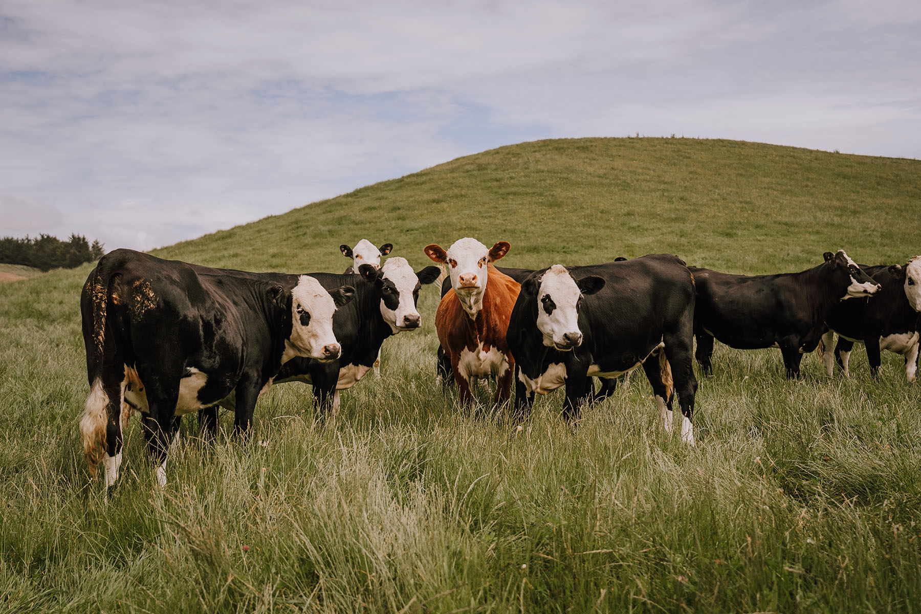 Over The Fence - Goldpine