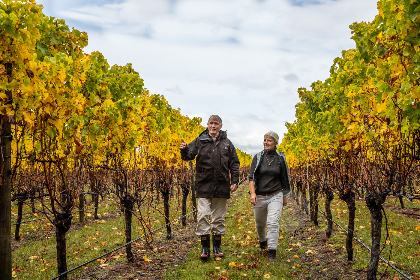 The Post - Viticulture - Goldpine