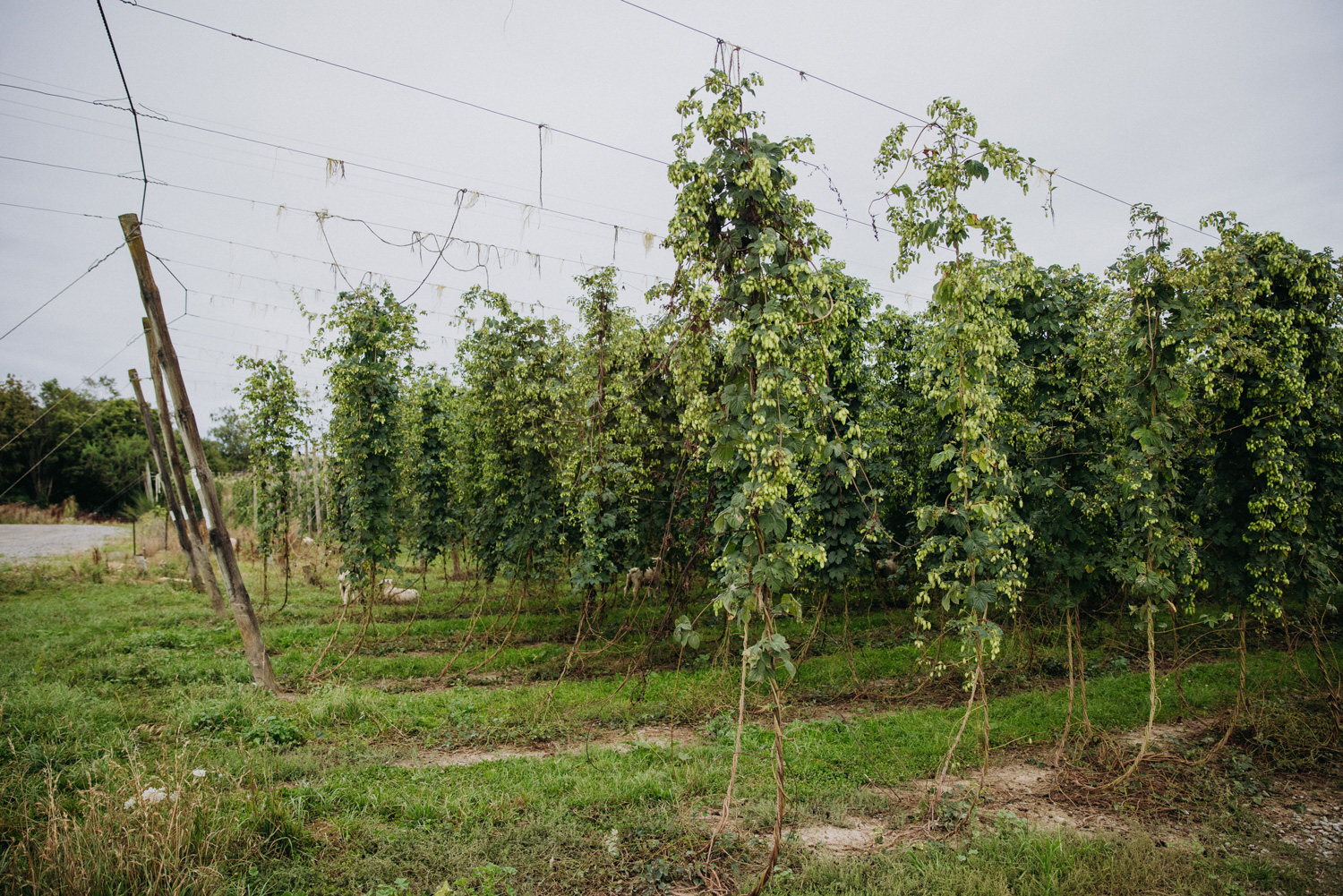 Over The Fence - Goldpine