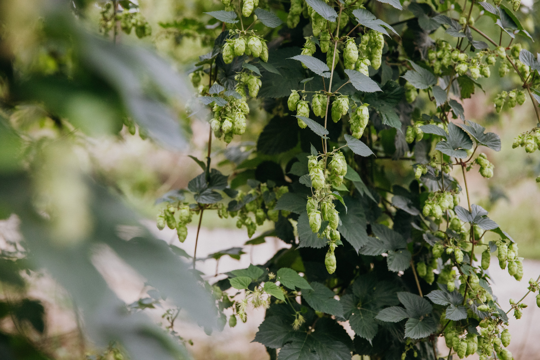 Over The Fence - Goldpine