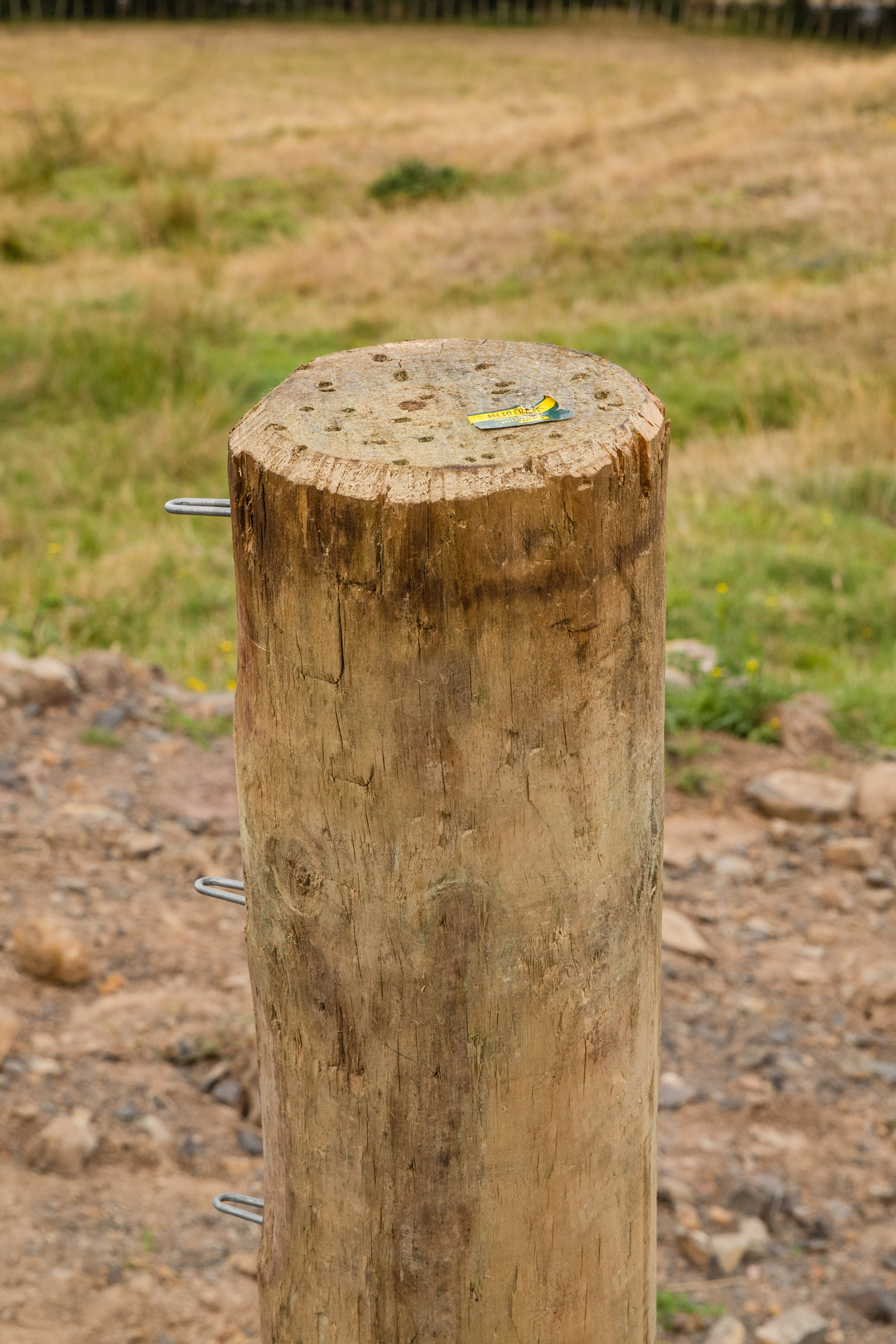 Over The Fence - Goldpine