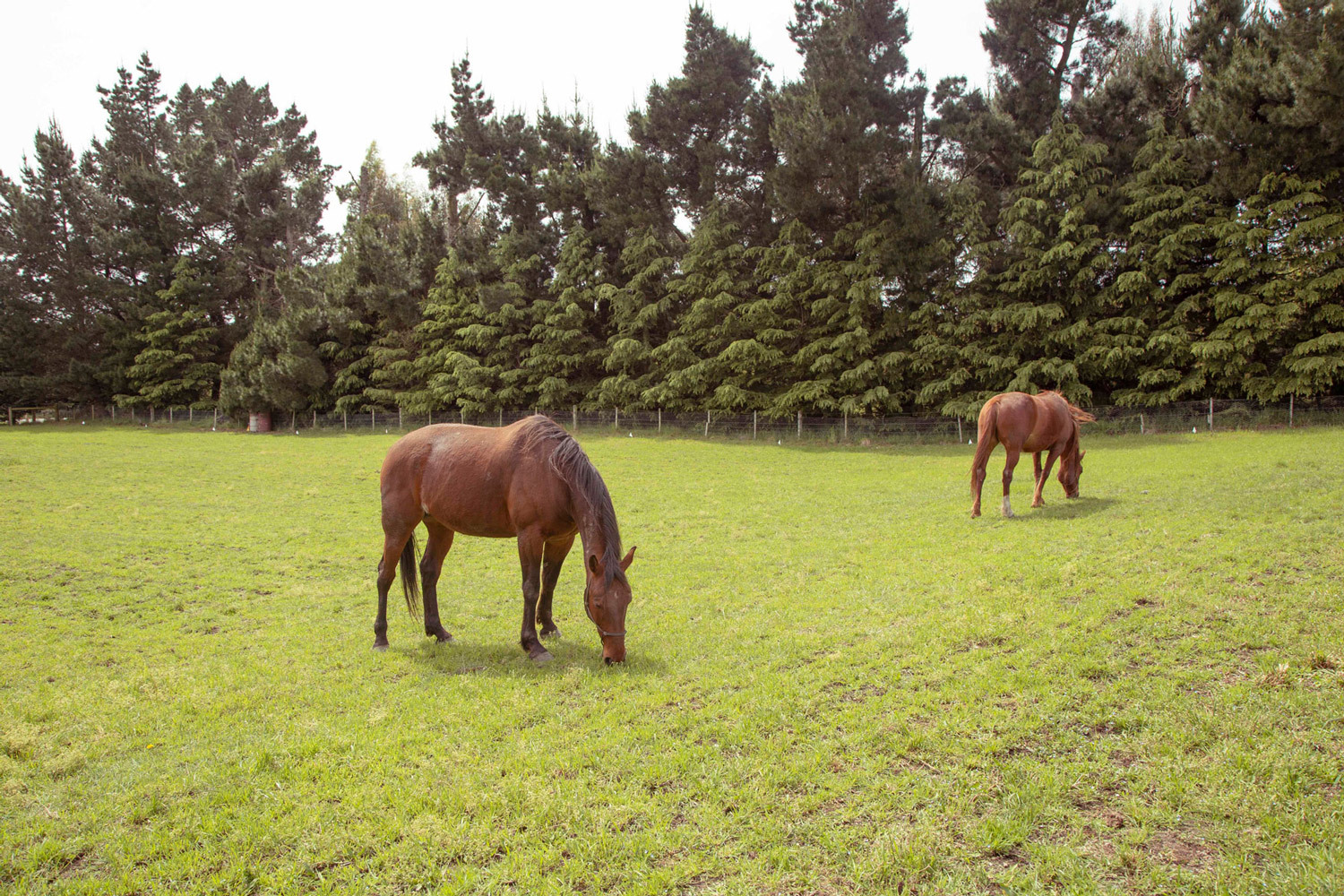Farm Buildings - Goldpine