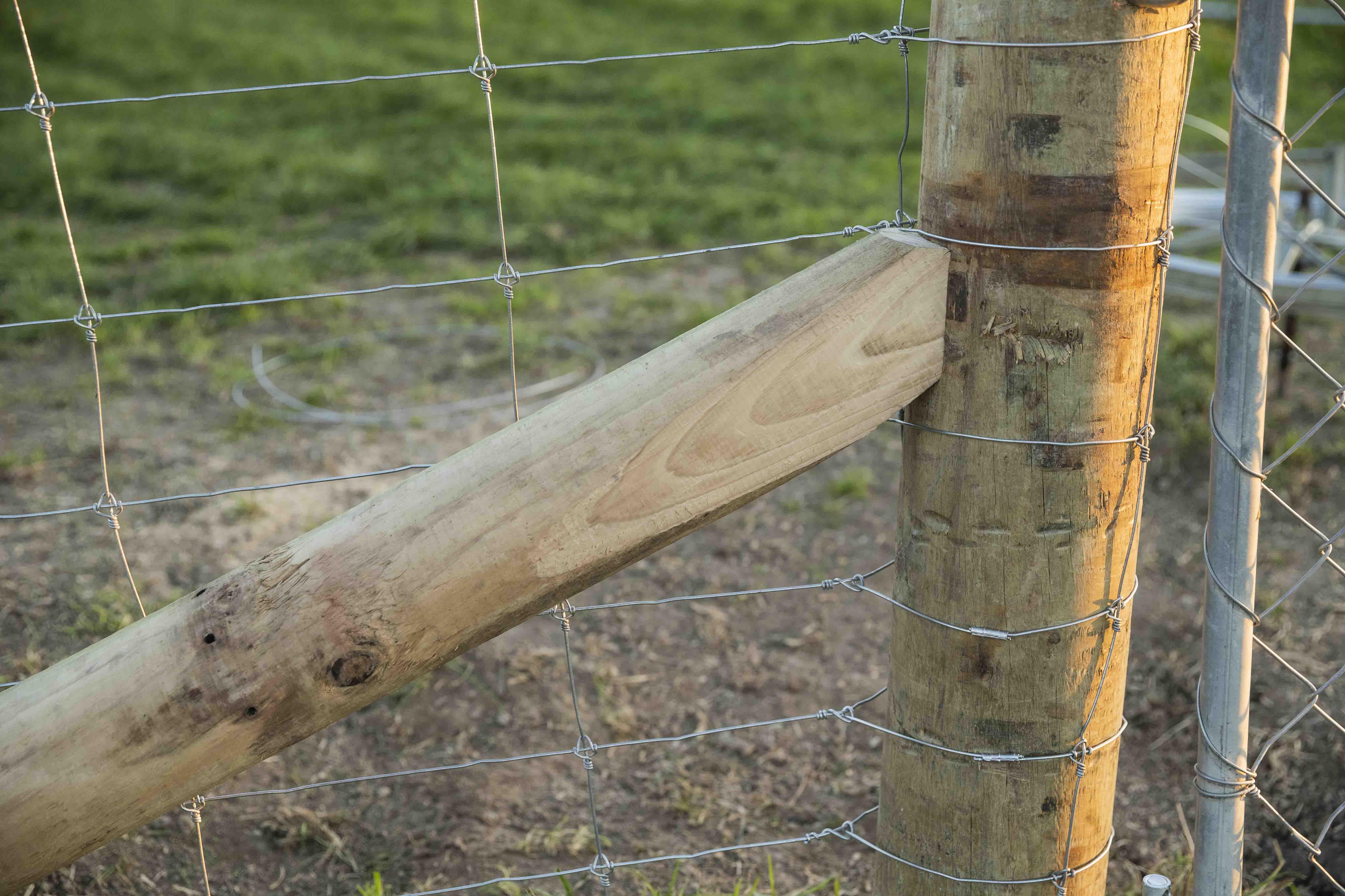 Over The Fence - Goldpine