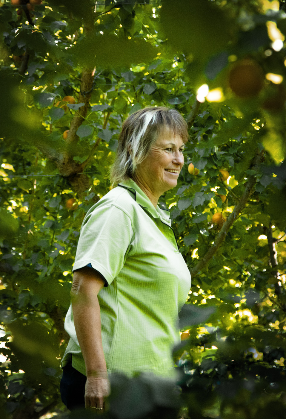 The Post Horticulture - Goldpine