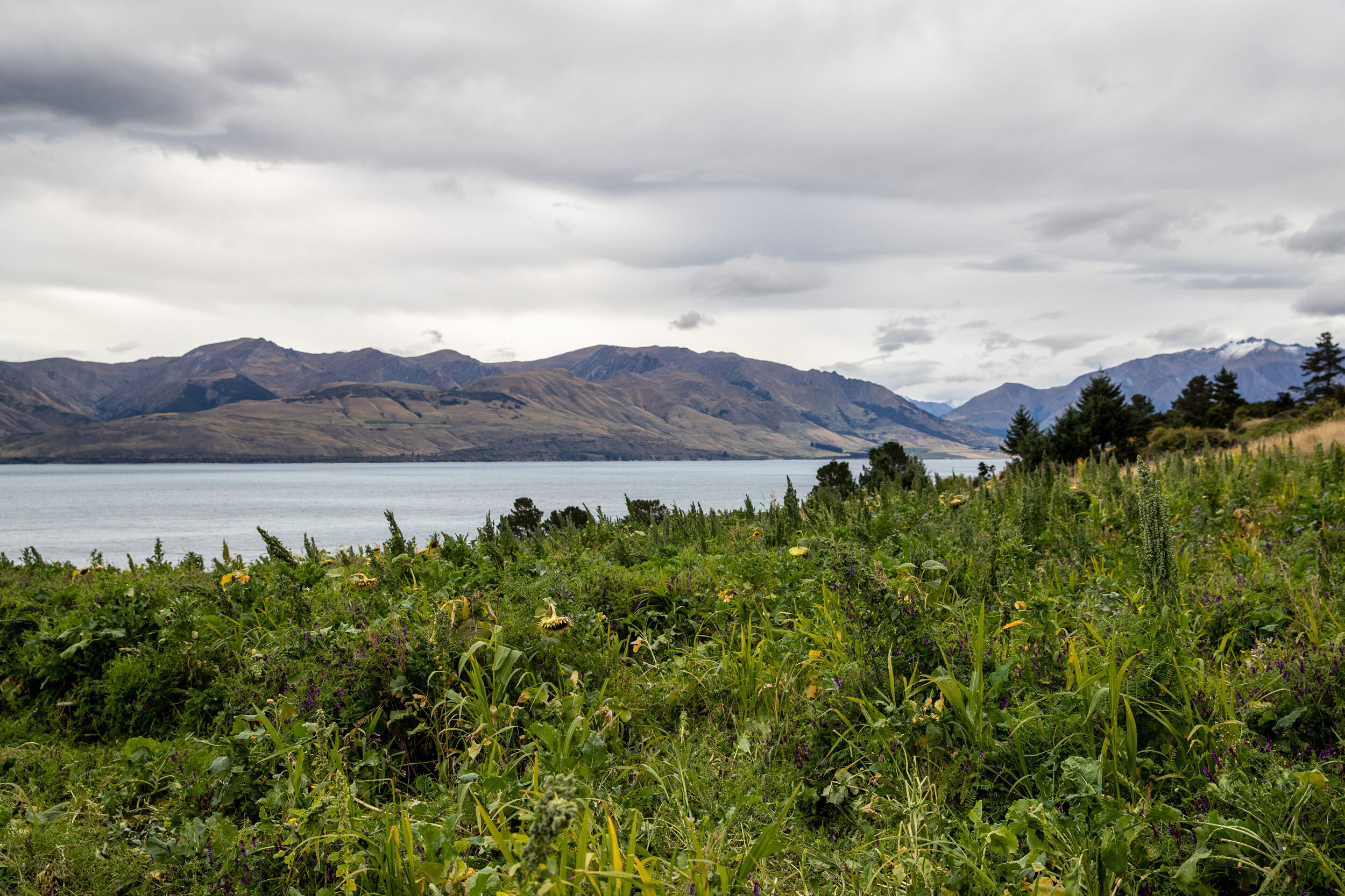 Over The Fence - Goldpine