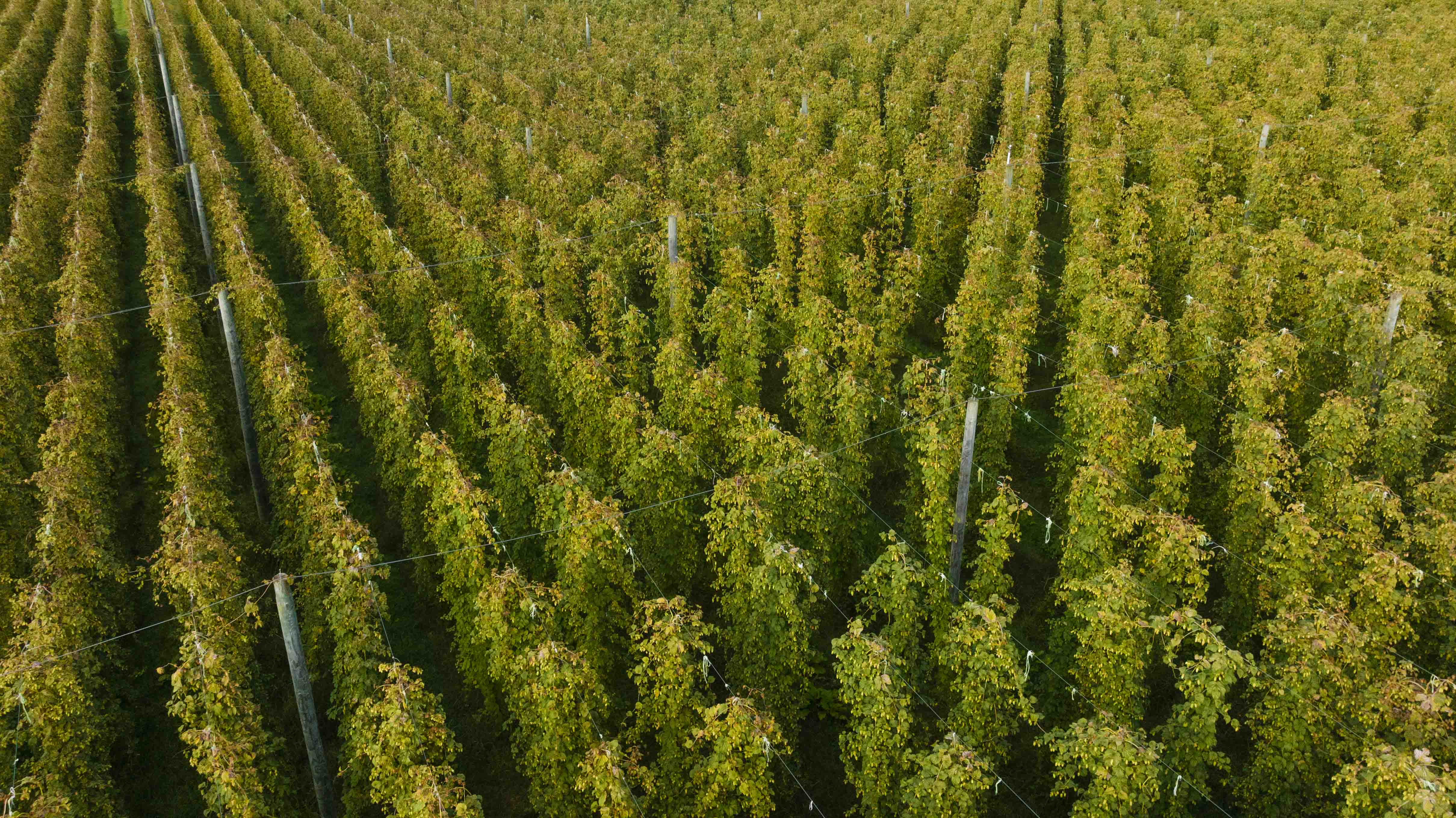 Over The Fence - Goldpine