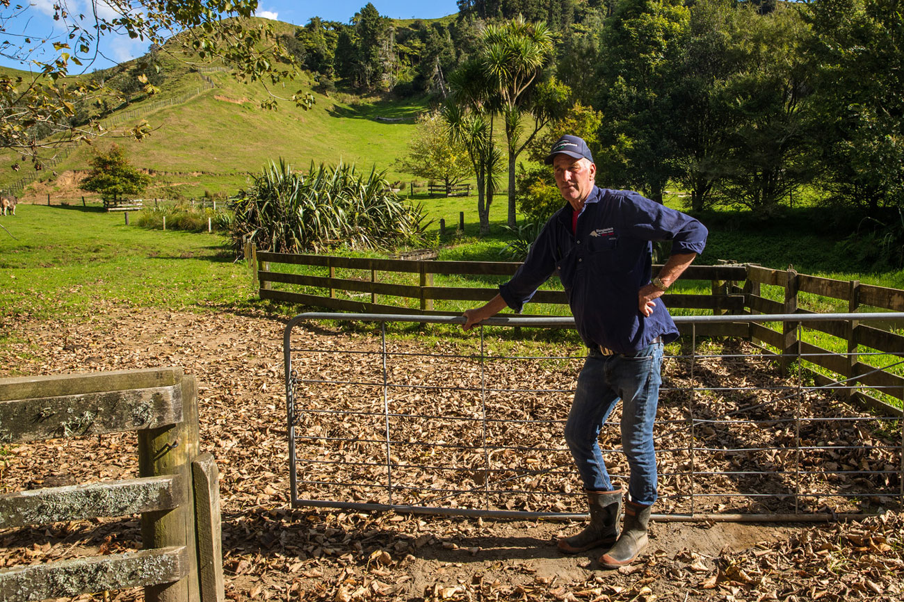 Over The Fence - Goldpine