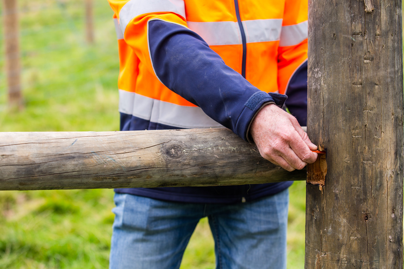 Over The Fence - Goldpine