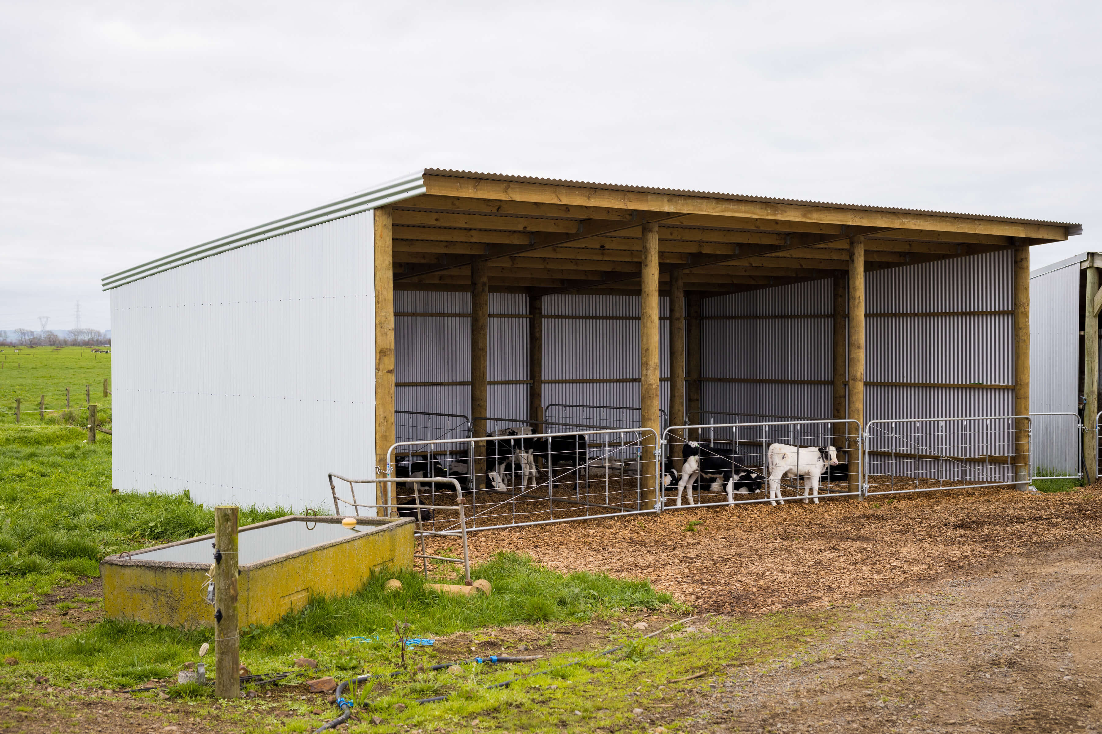 Promotion Posts - Goldpine