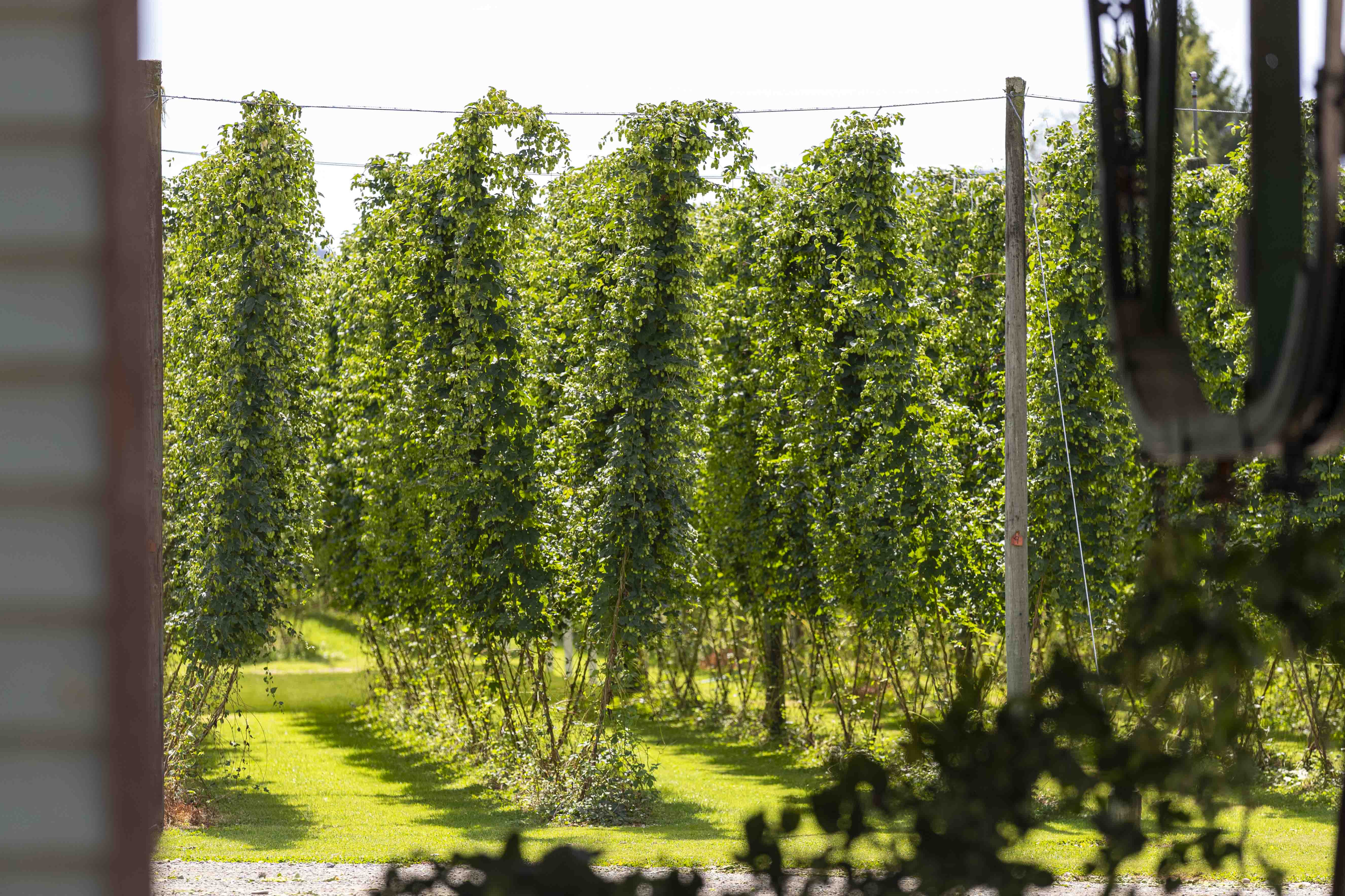 The Post July 2024 - Goldpine