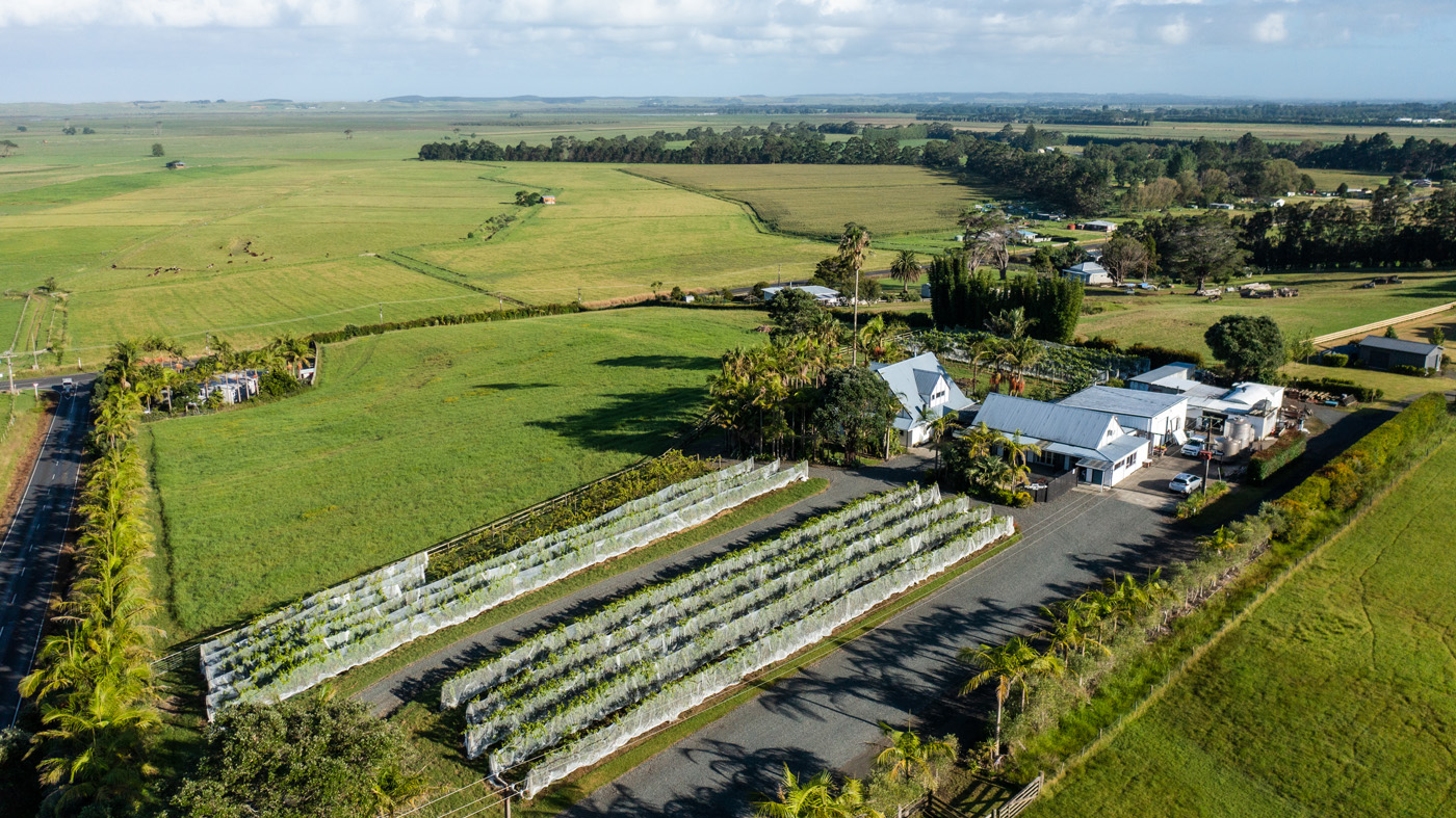 Over The Fence - Goldpine