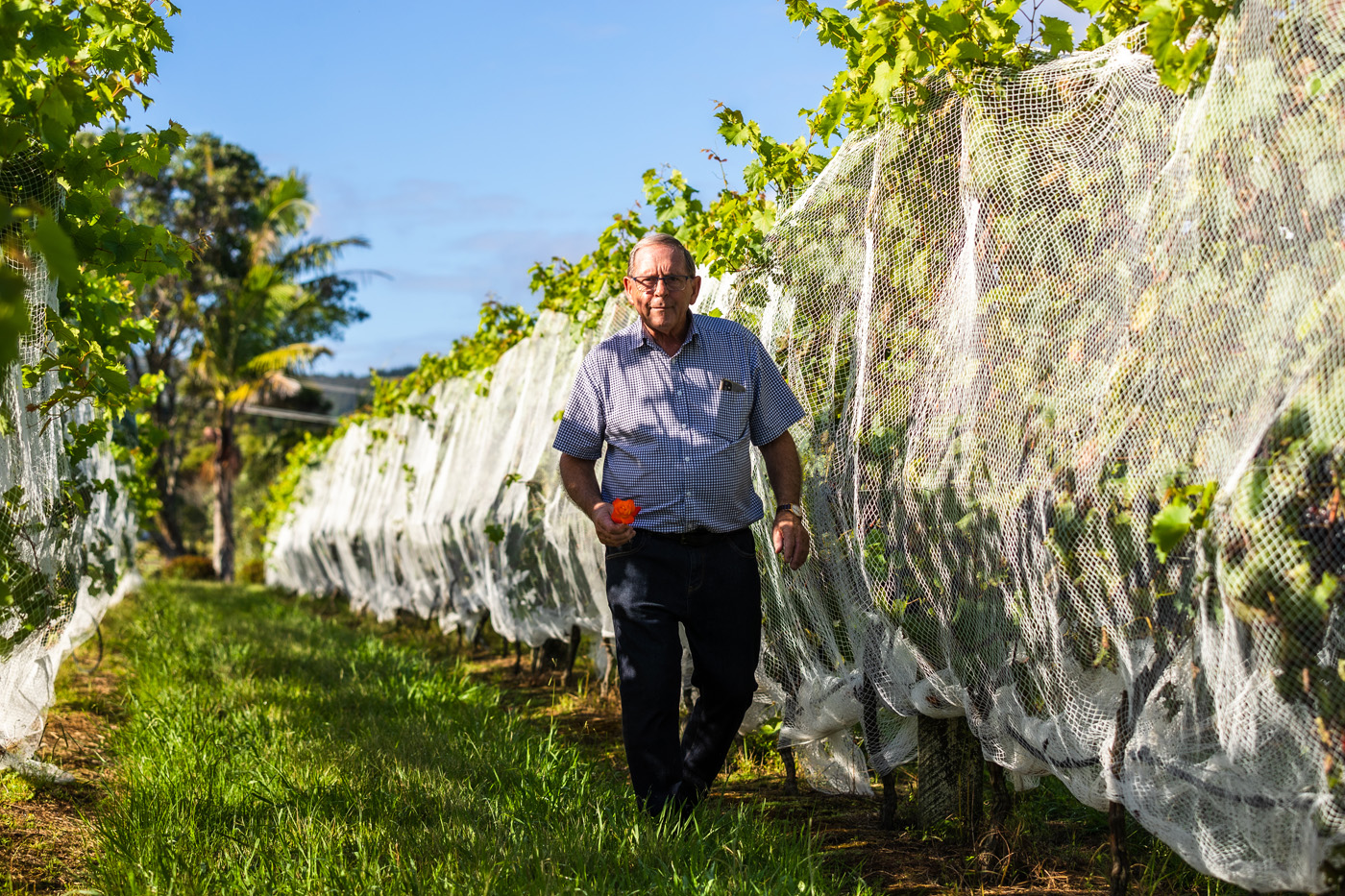 Over The Fence - Goldpine