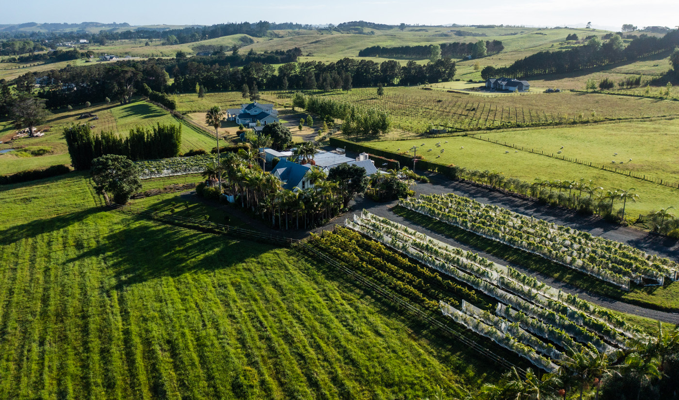 Over The Fence - Goldpine