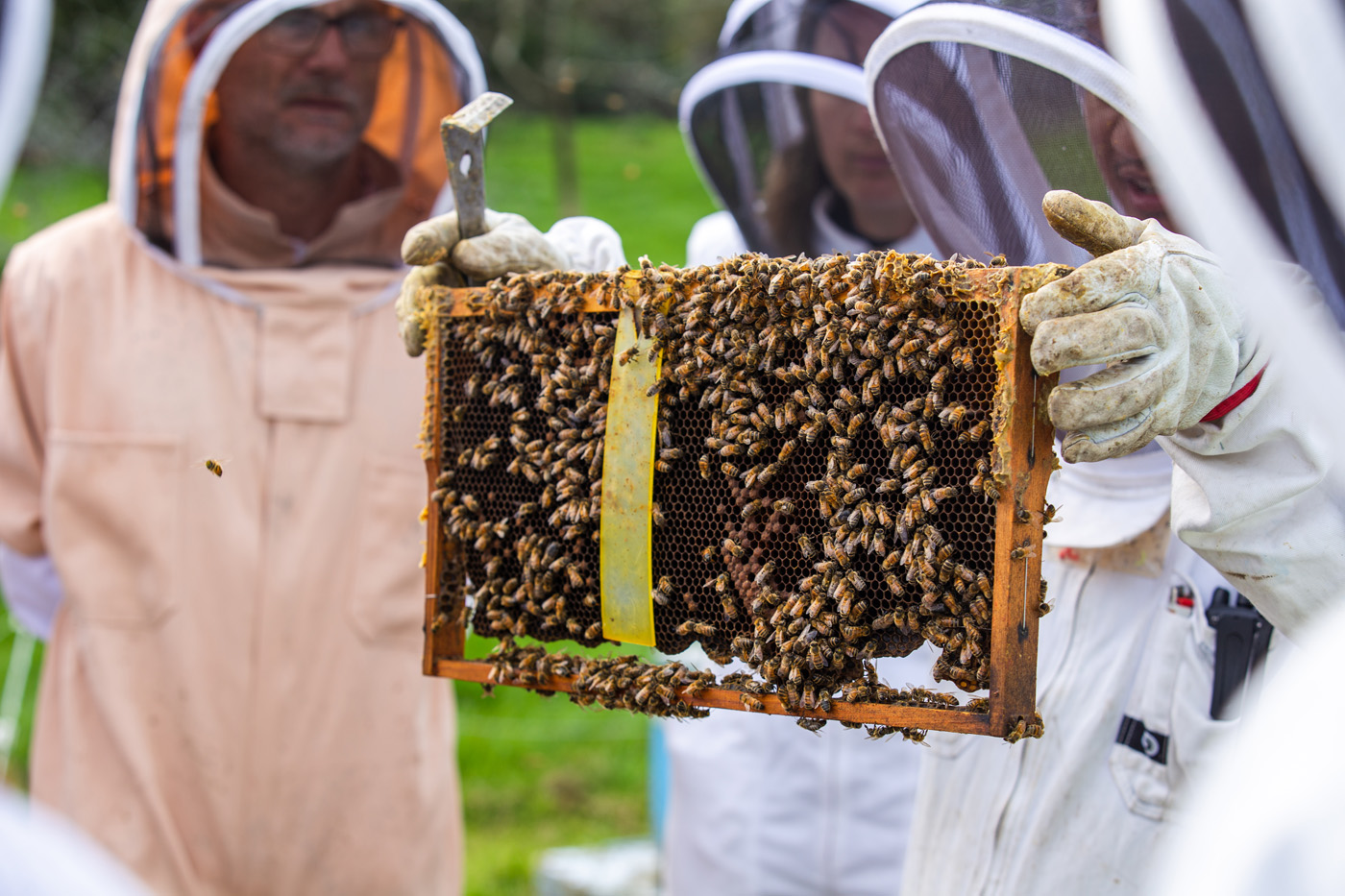 Community - Goldpine