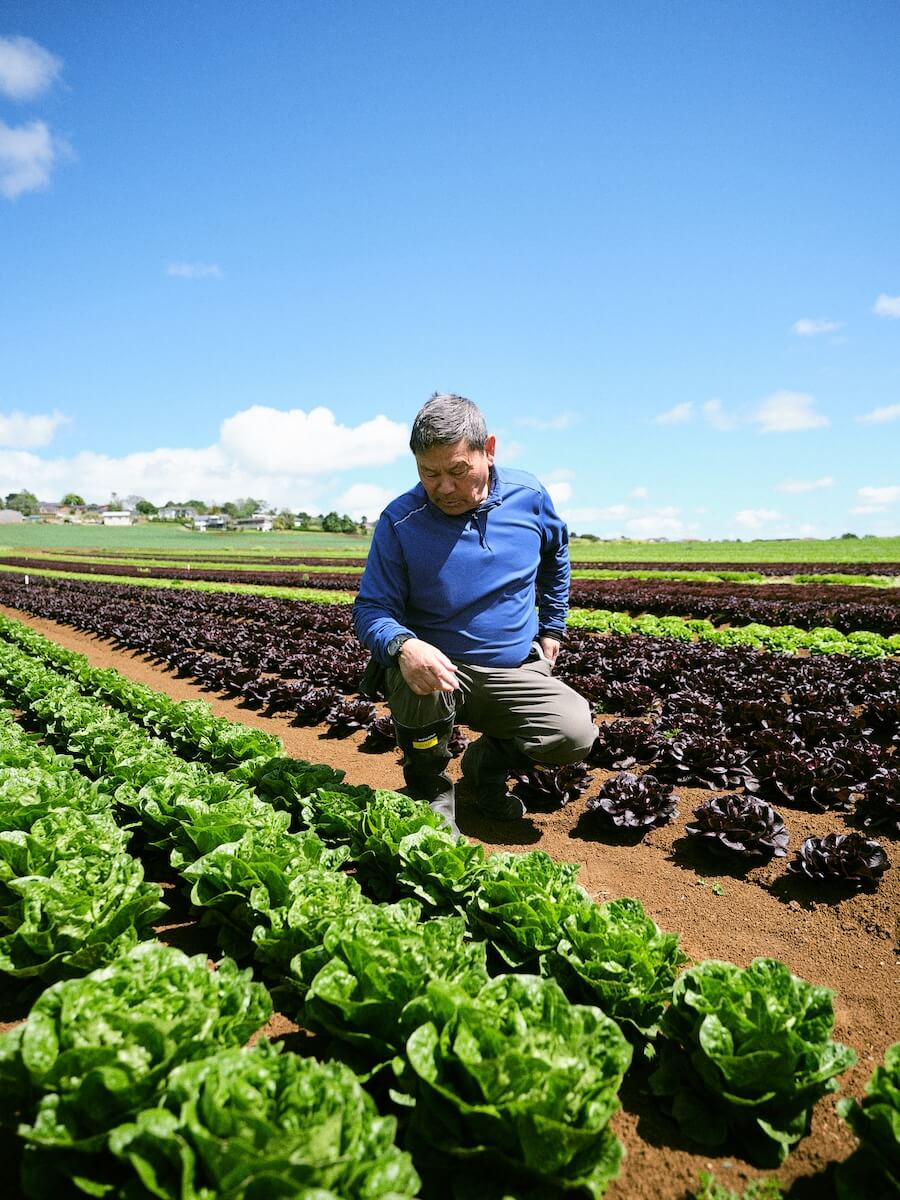 Over The Fence - Goldpine