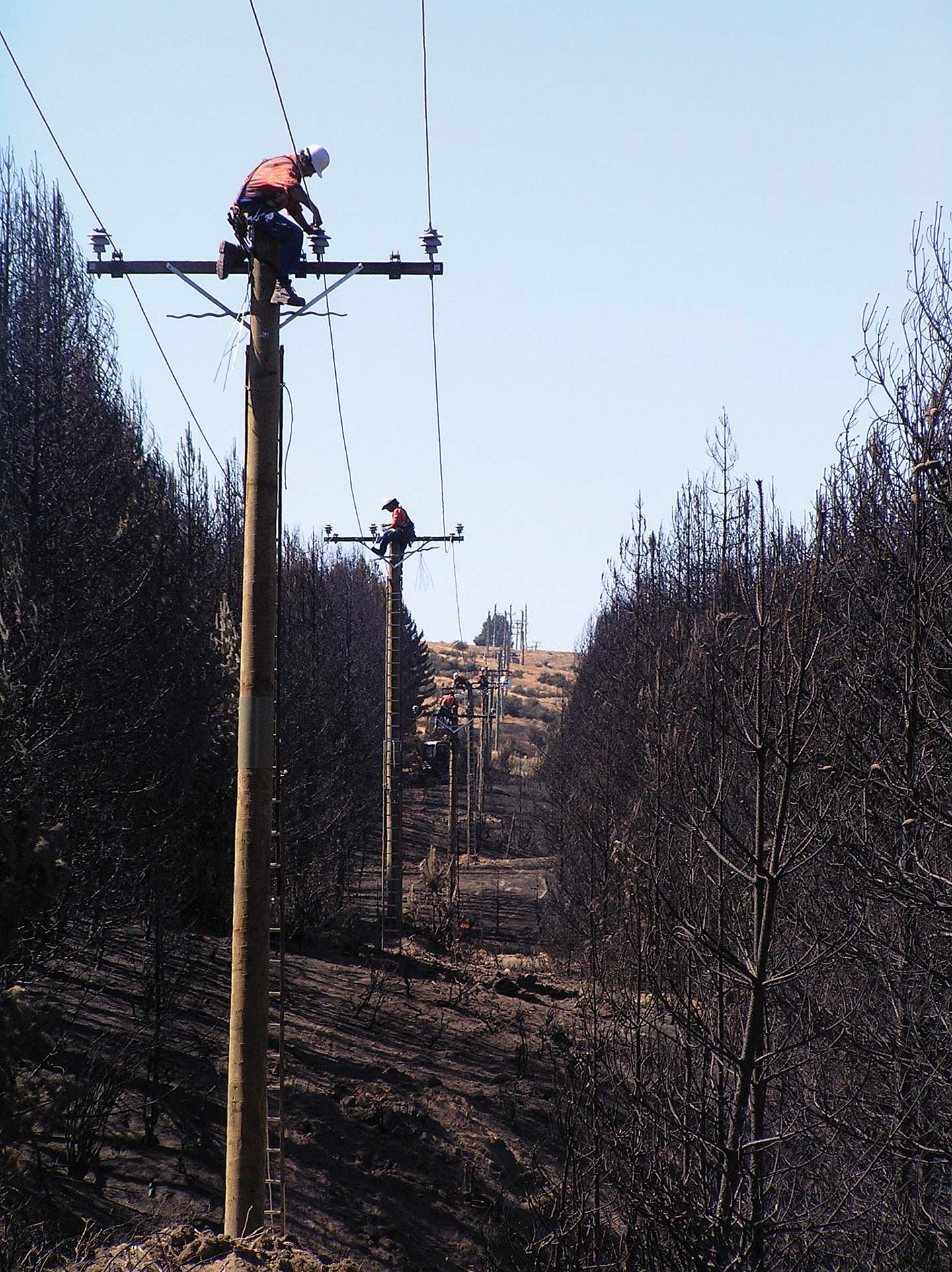 Electropoles® - Goldpine