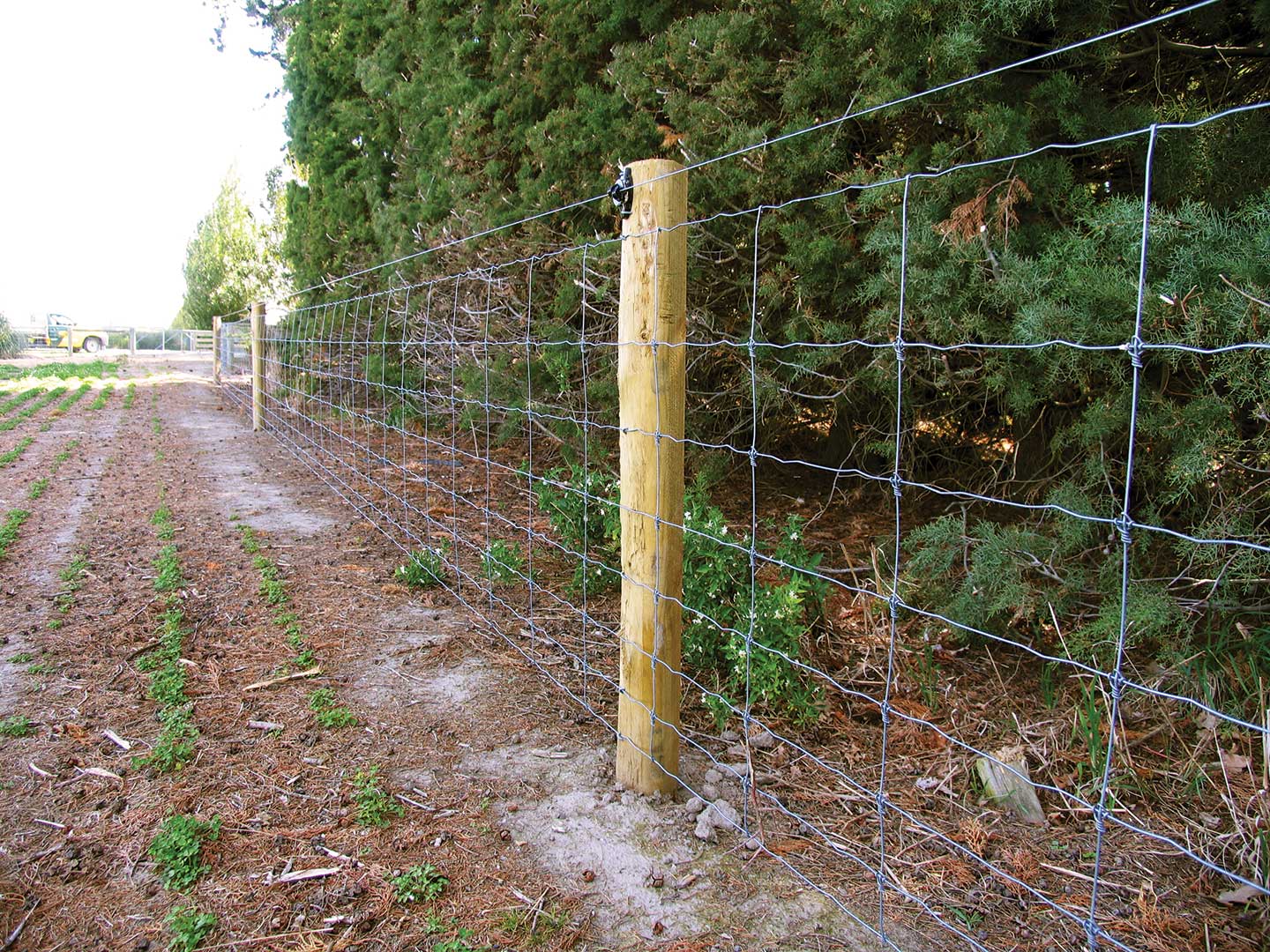 Superpost MAX® - Goldpine